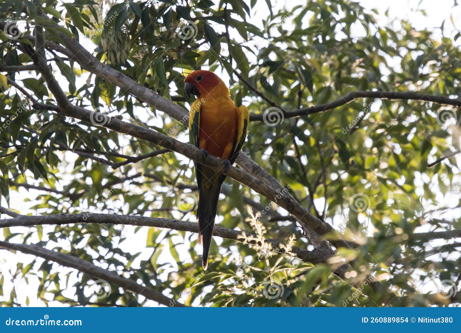 Orange Parrot Bird on Tree stock photo. Image of tail - 260889854