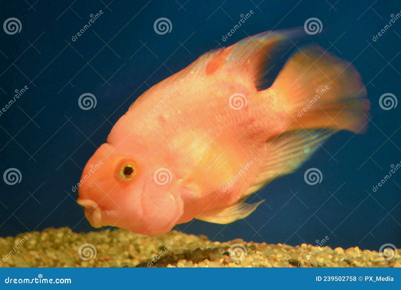 Red/ orange parrot cichlid stock photo. Image of marine - 239502758