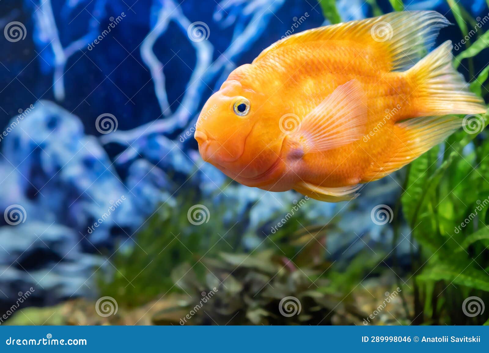 Orange Parrot Fish in the Aquarium. Red Parrot Cichlid. Aquarium Fish ...