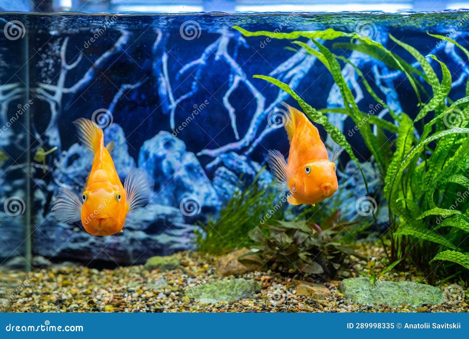 Orange Parrot Fish in the Aquarium. Red Parrot Cichlid. Aquarium Fish ...