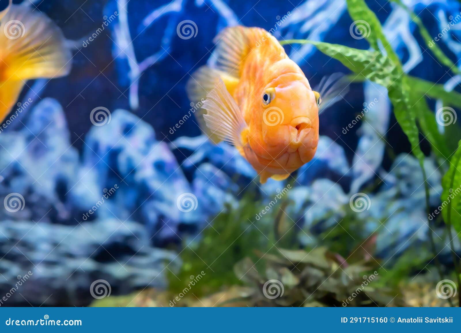 Orange Parrot Fish in the Aquarium. Red Parrot Cichlid. Aquarium Fish ...