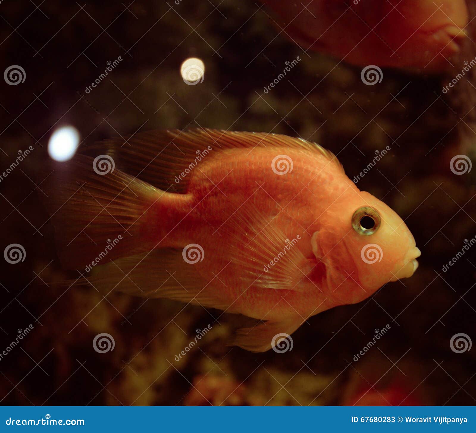 Orange Parrot fish stock image. Image of eyes, closeup - 67680283
