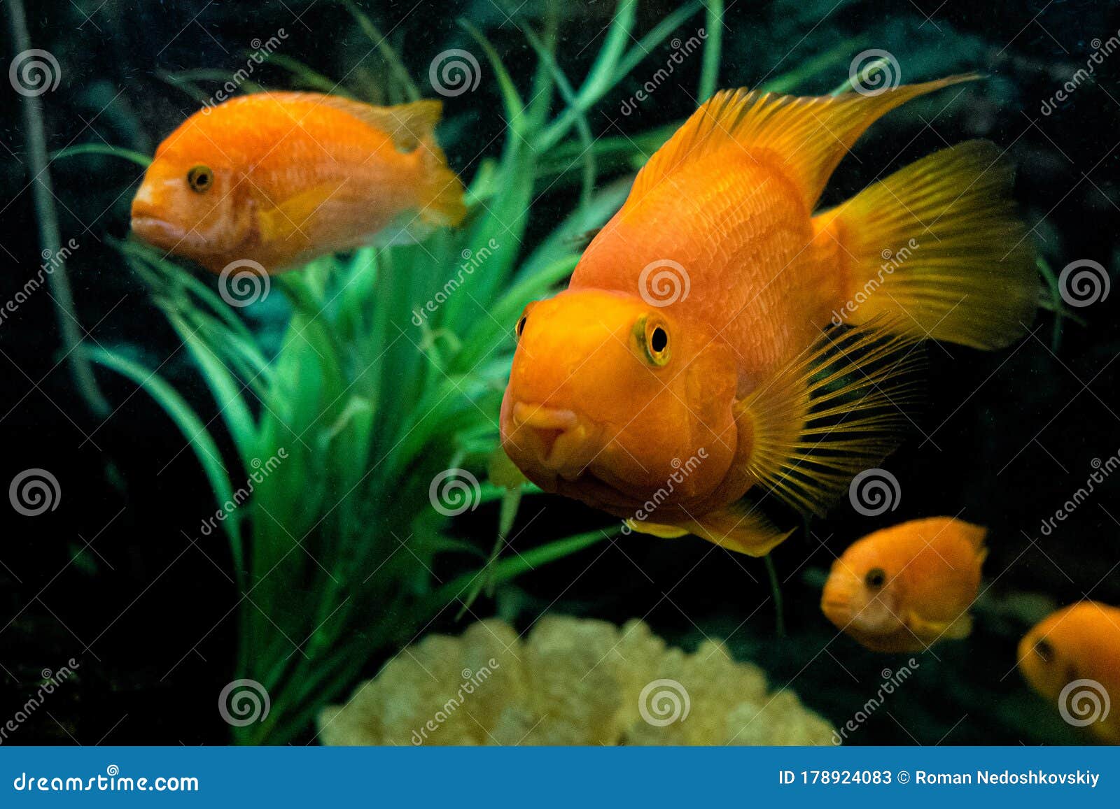 Orange Parrot Fish Red Parrot Cichlid in an Aquarium Stock Image ...