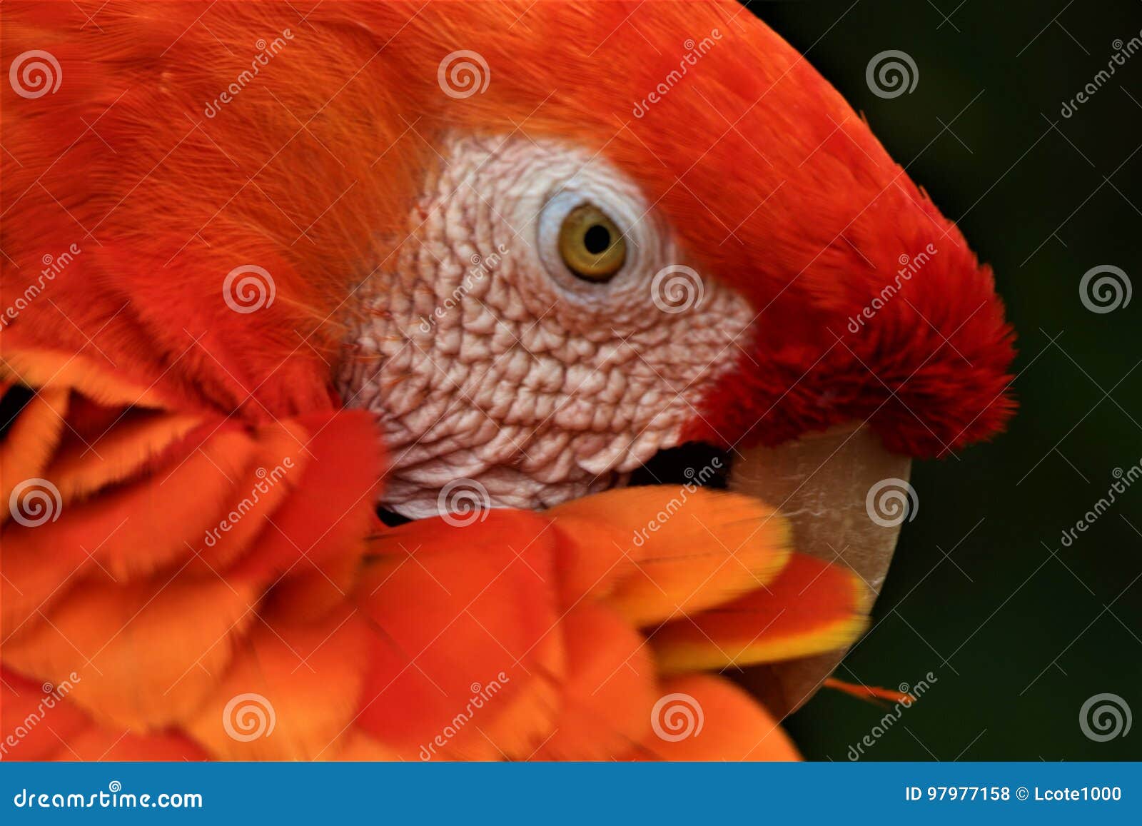 Orange parrot head stock photo. Image of flying, parrot - 97977158