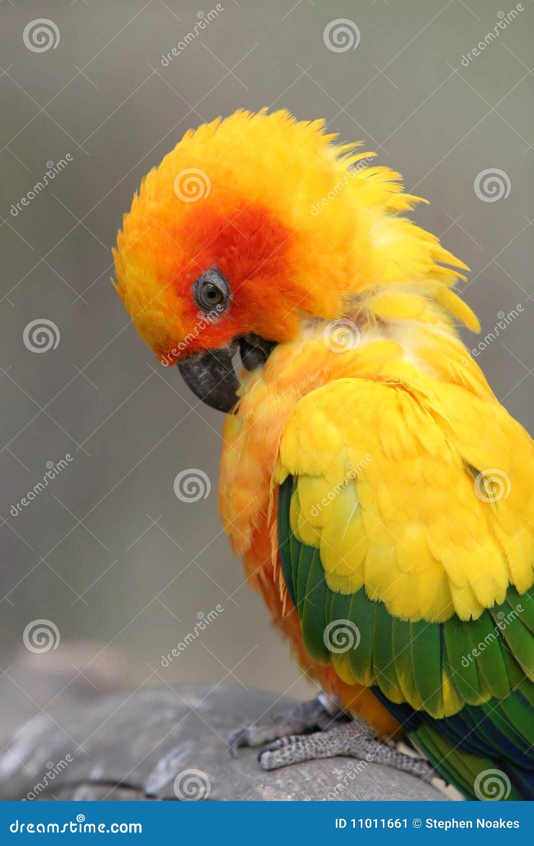 Orange Parrot Perched stock image. Image of animal, background - 11011661