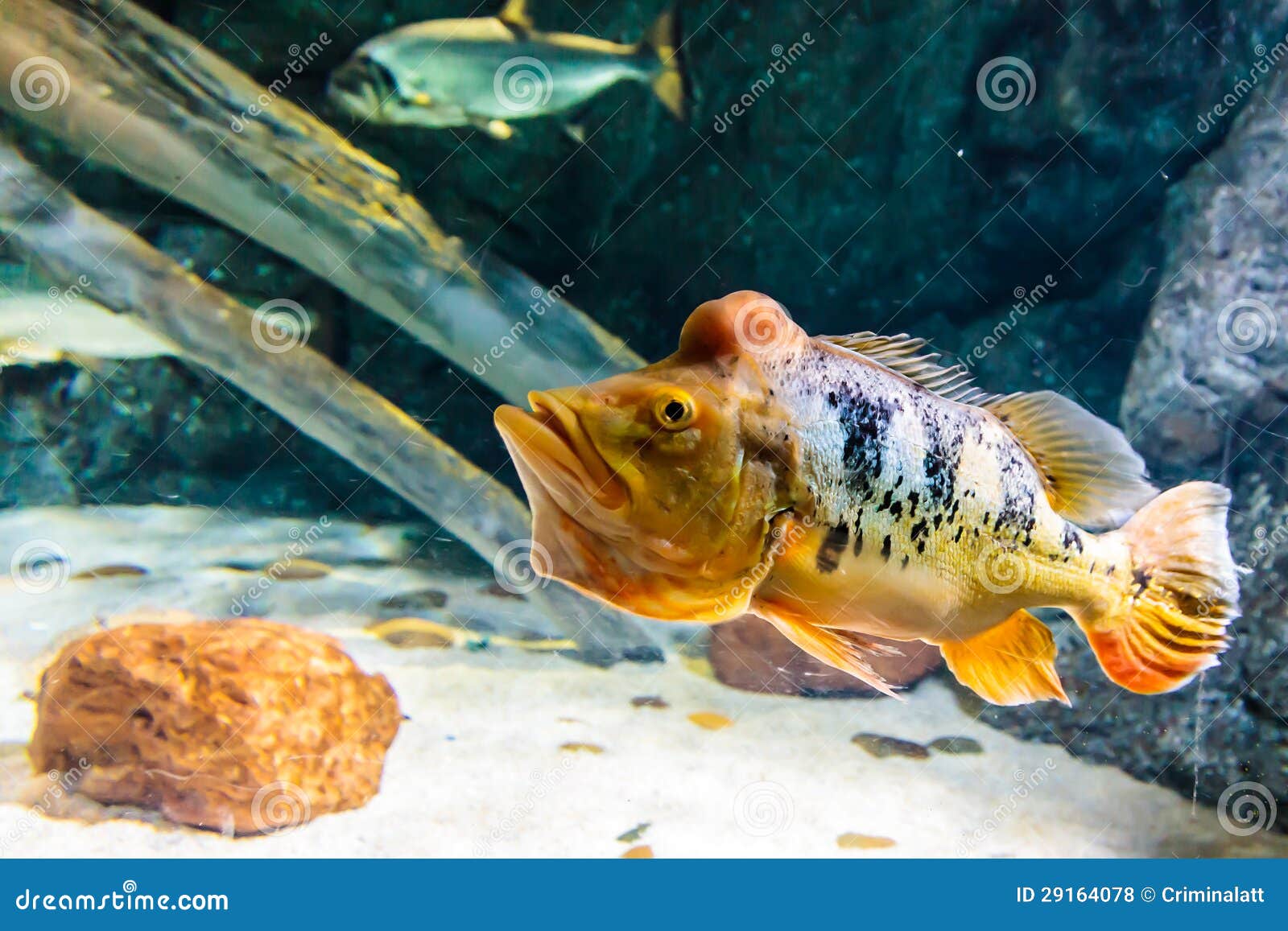 Orange peacock bass fish stock photo. Image of ocean - 29164078