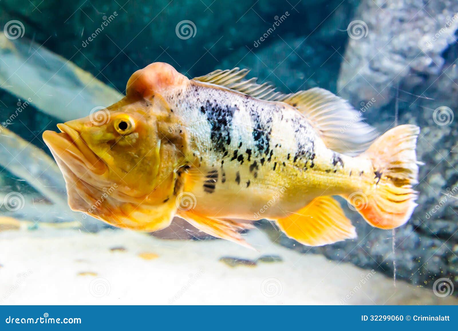 Orange peacock bass fish stock photo. Image of wildlife - 32299060