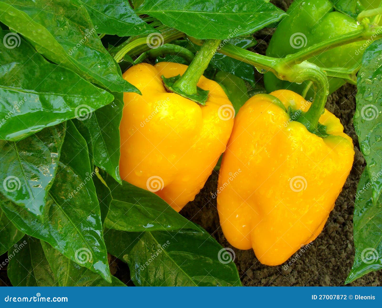 Orange peppar arkivfoto. Bild av frukt, ripening, lantgård - 27007872