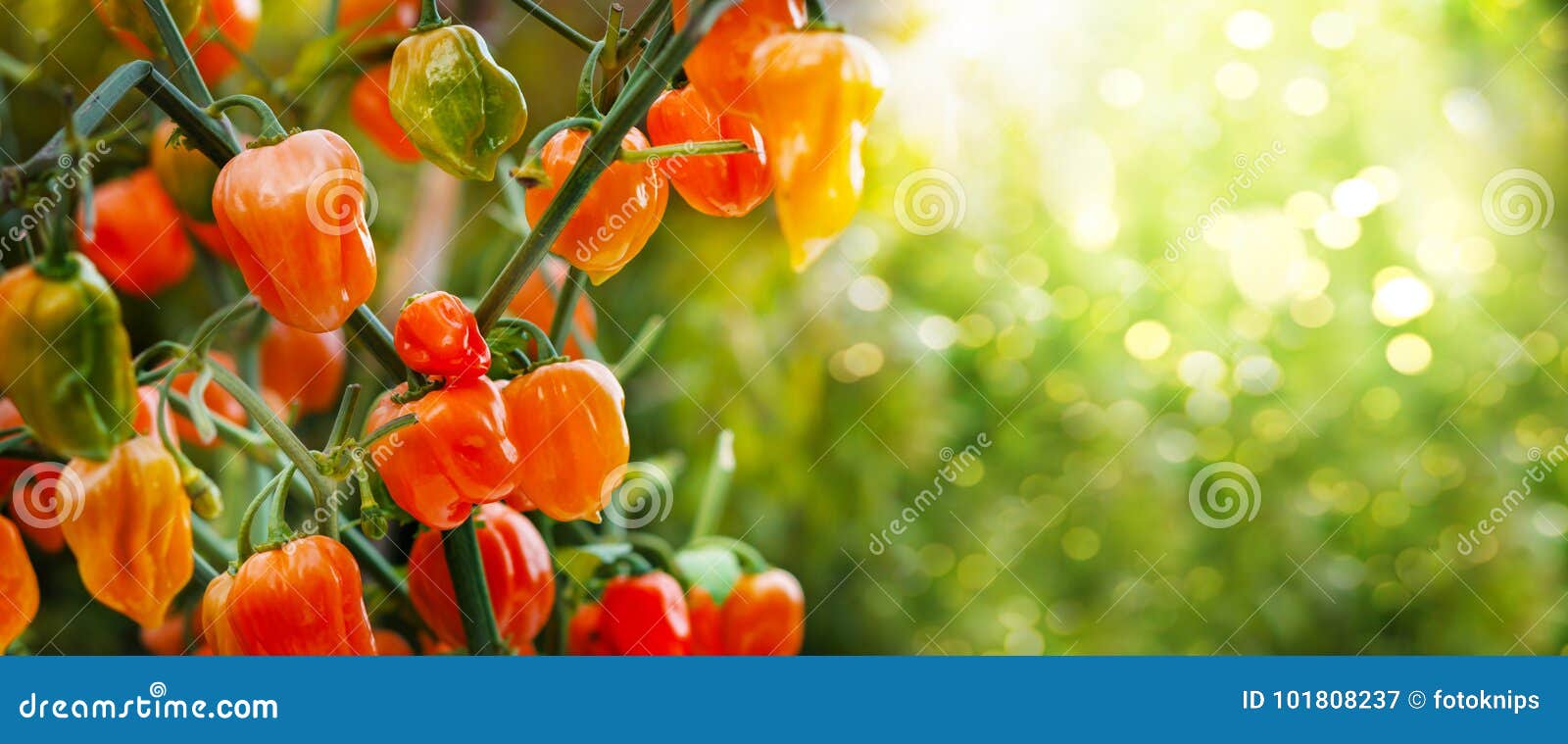 Orange Pepperoni before Bokeh Stock Image - Image of bokeh, pepperonis ...