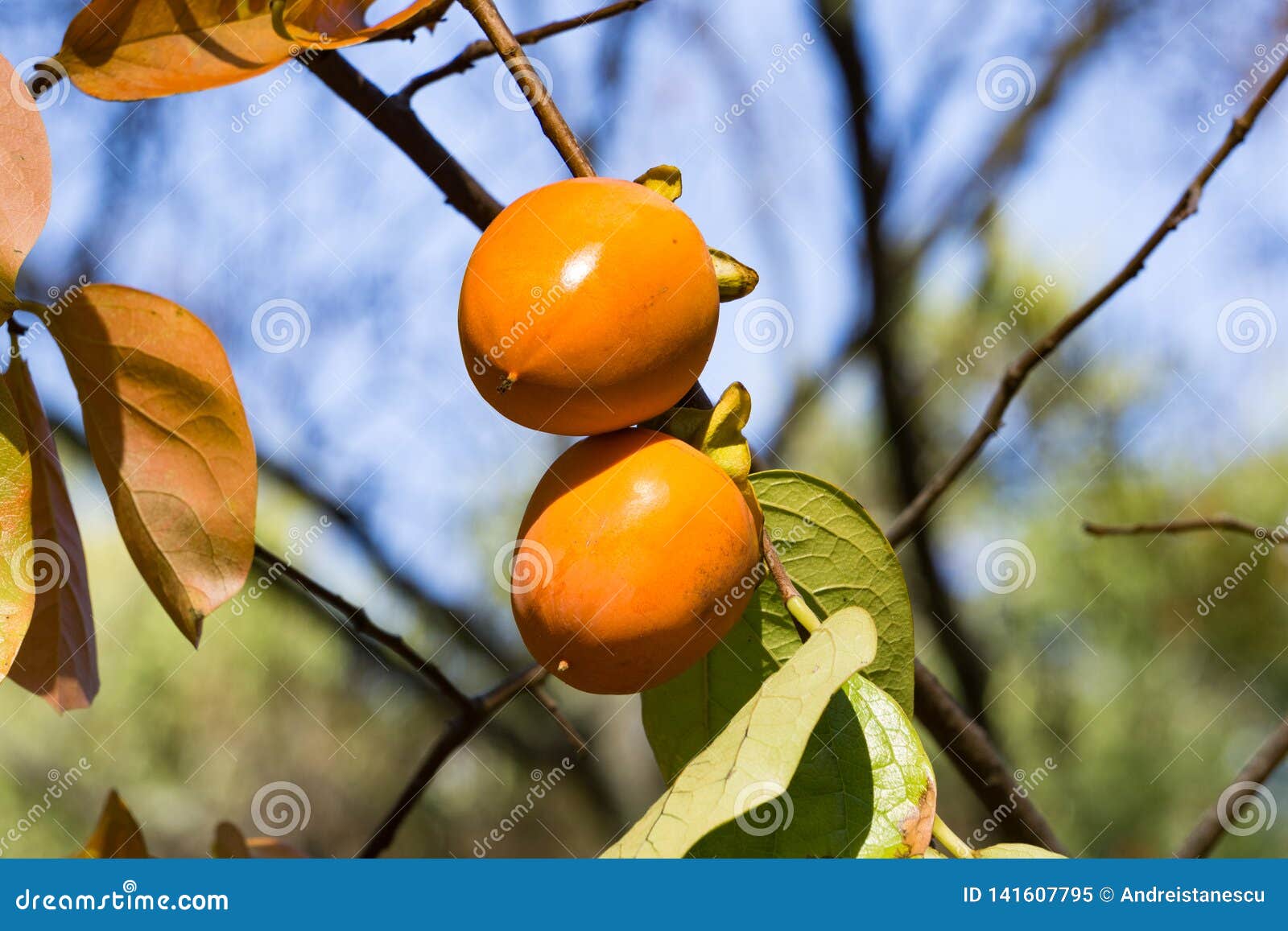 Orange Persimmons Hanging on Tree, California Stock Image - Image of ...