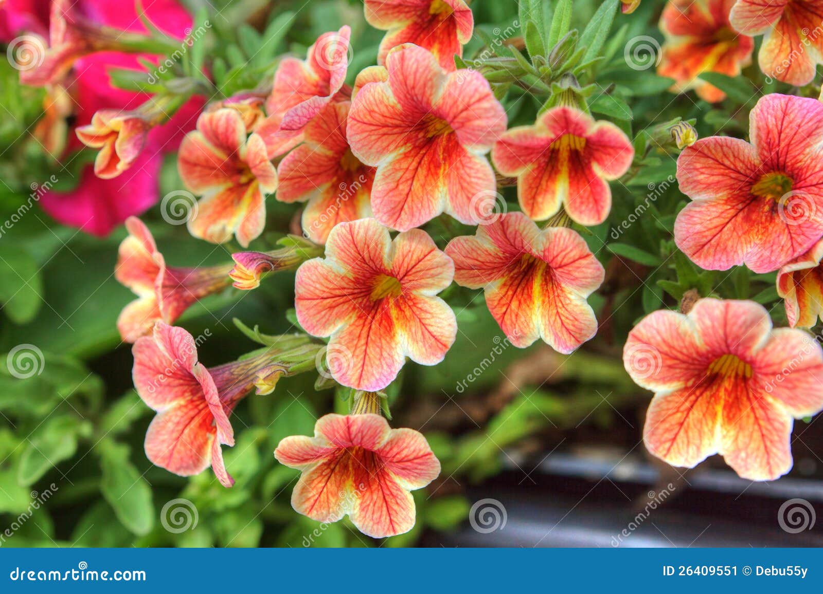 Orange petunia flowers stock image. Image of cascade - 26409551