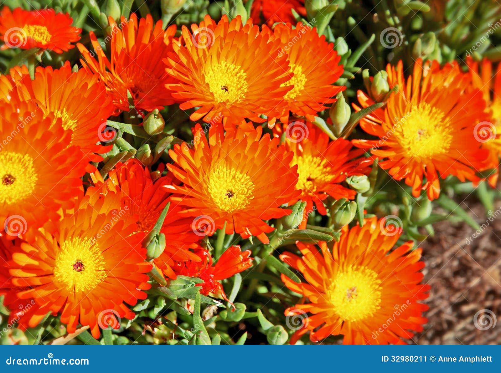 Orange pigface stock image. Image of nature, hottentot - 32980211