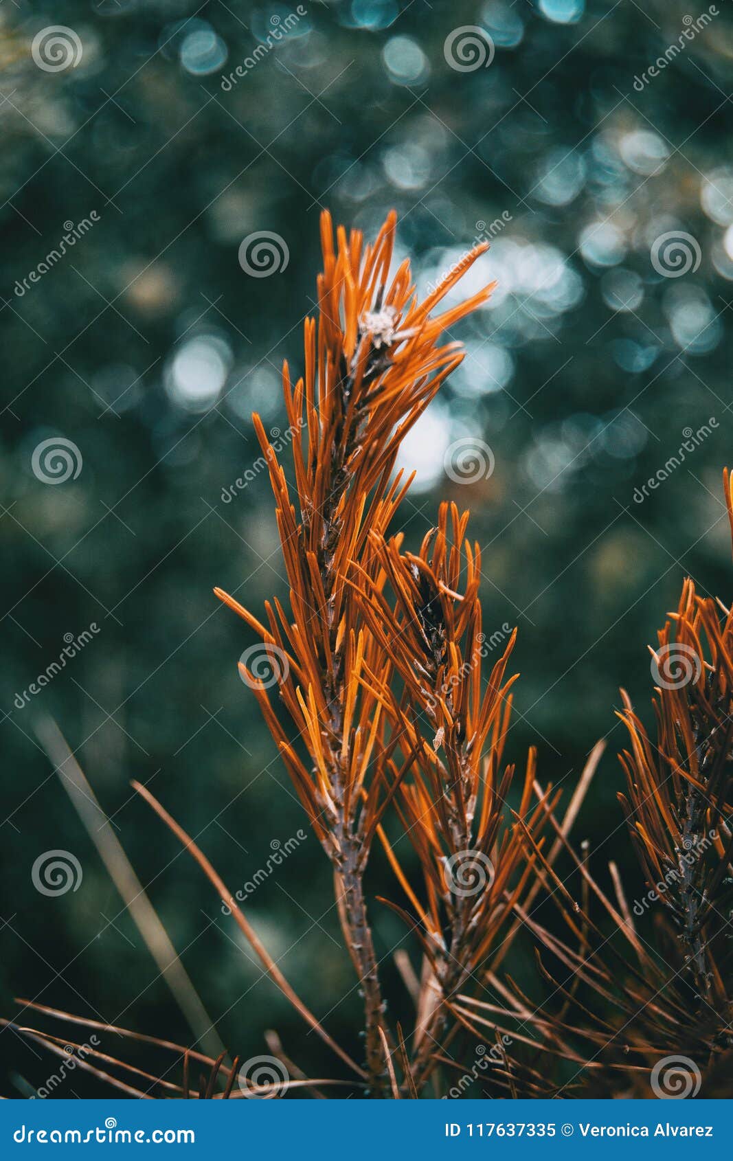 Orange pine needles dry stock image. Image of background - 117637335