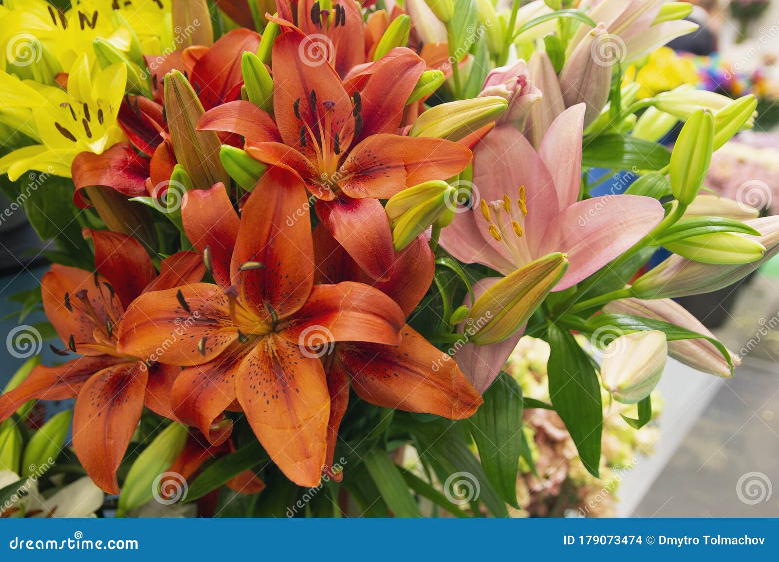 Orange and pink lilies stock photo. Image of beautiful - 179073474