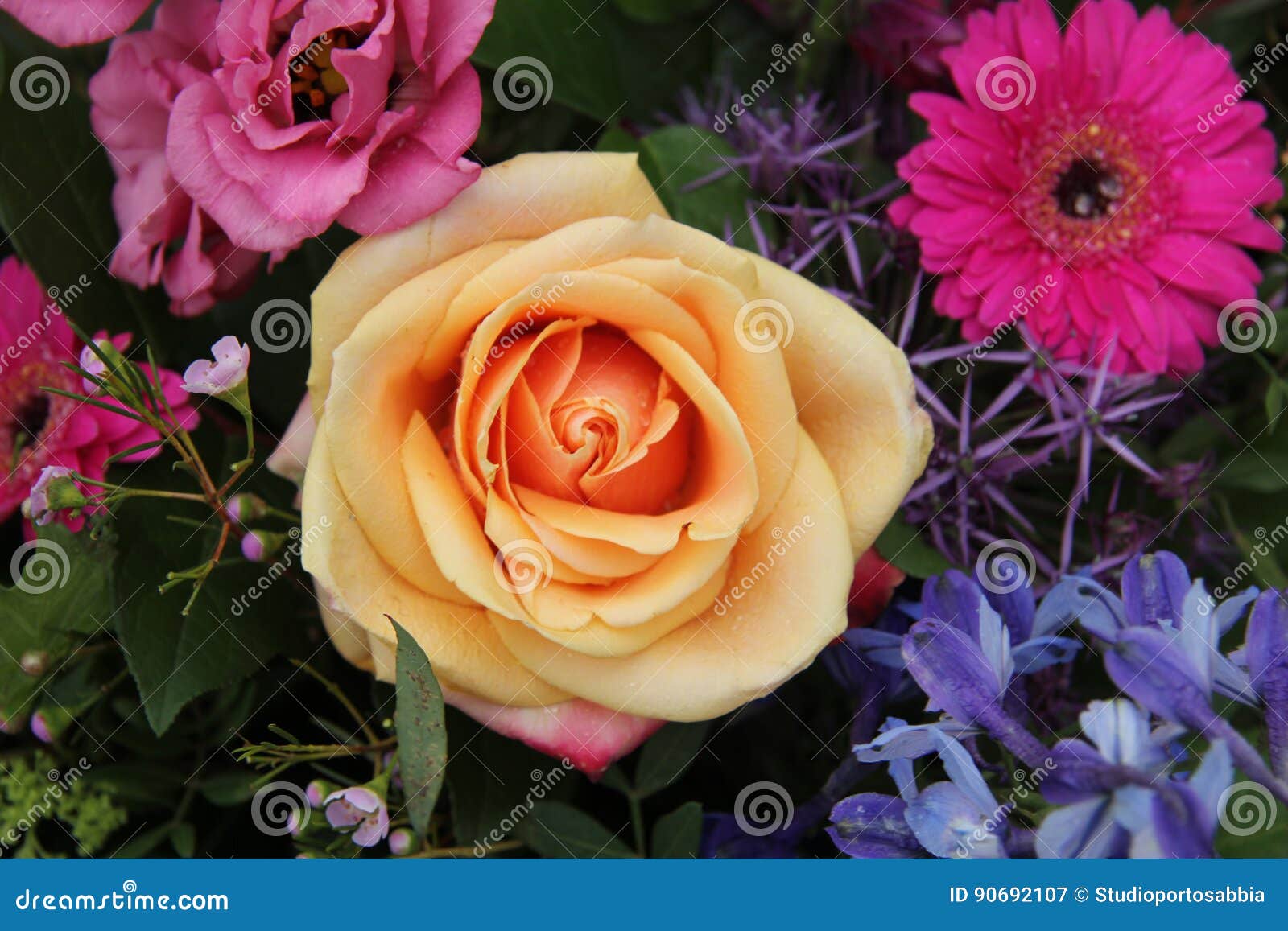 Orange pink rose stock image. Image of petal, botanical - 90692107
