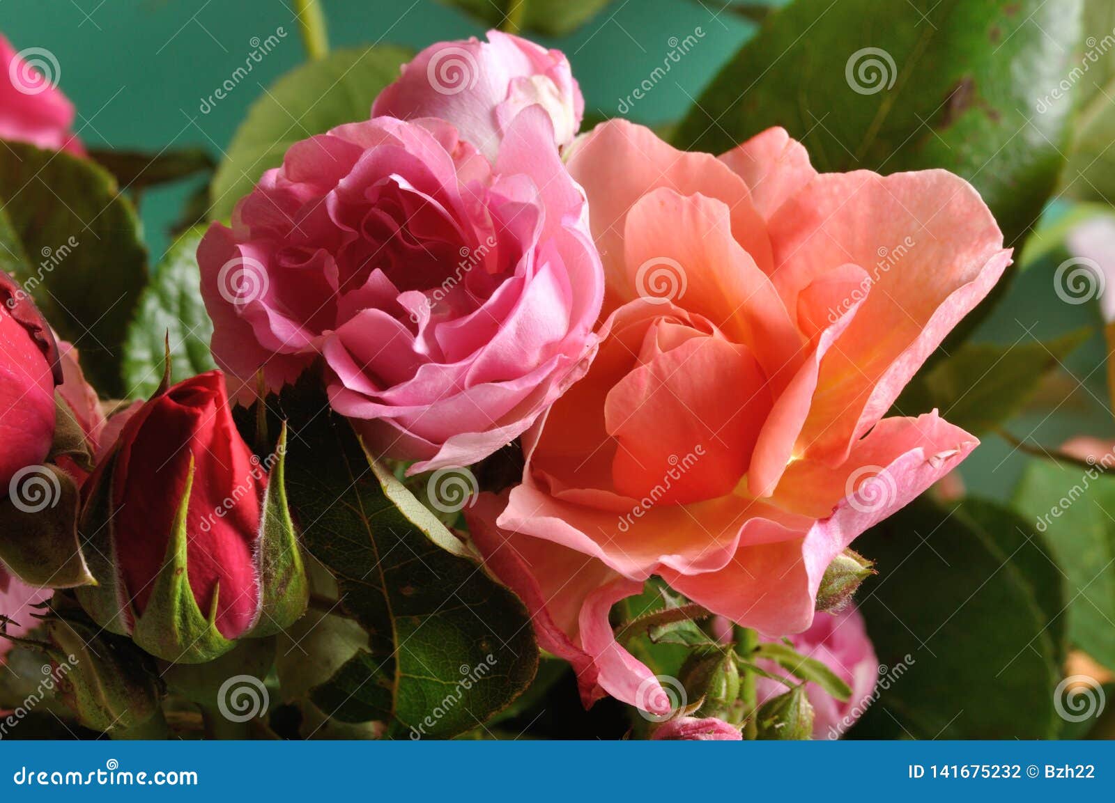 Orange and pink roses stock photo. Image of pink, rose - 141675232