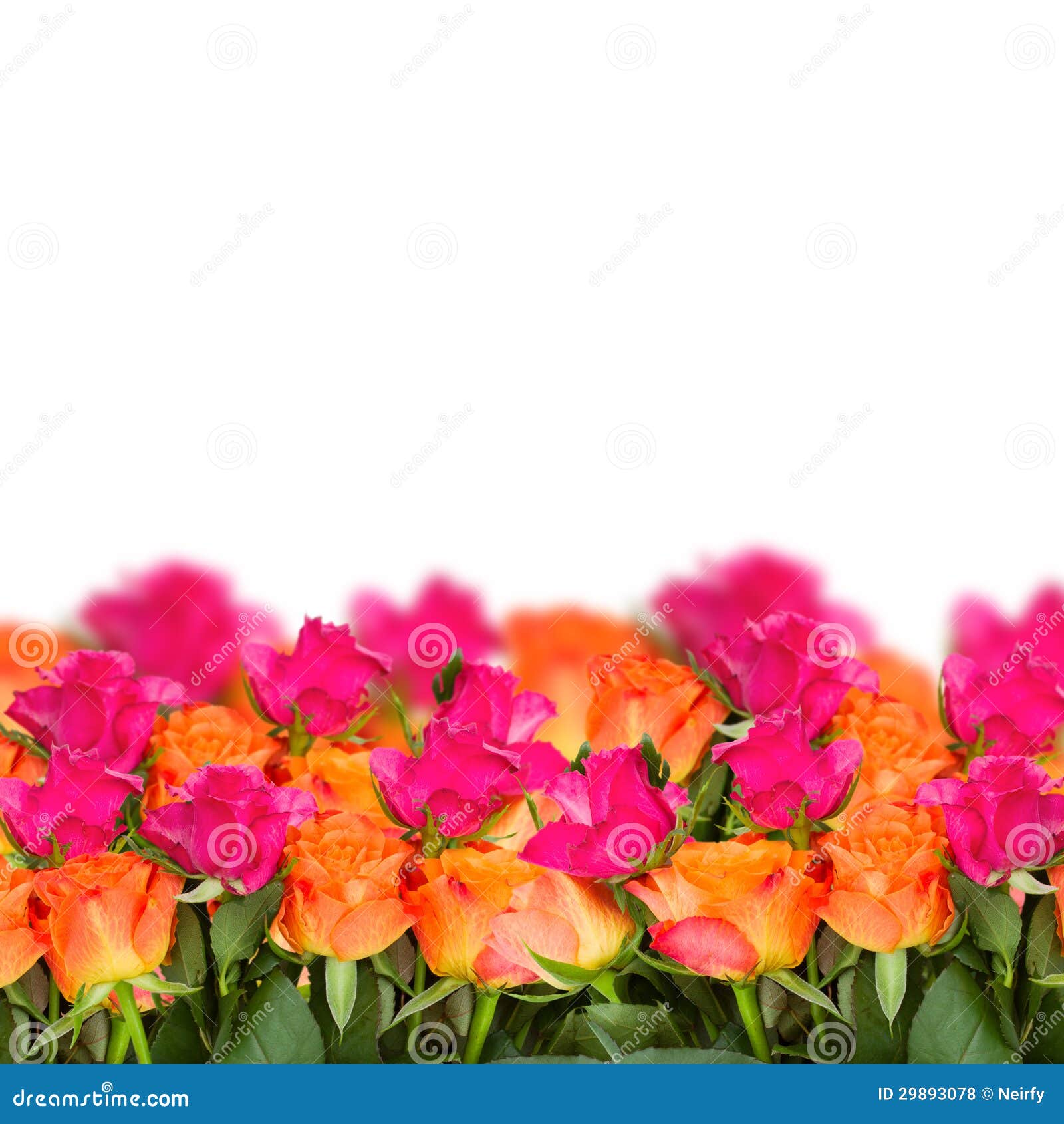 Orange and Pink Roses Border Stock Photo - Image of color, orange: 29893078