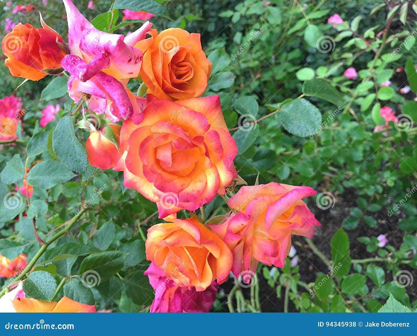 Orange and Pink Roses stock photo. Image of orange, roses - 94345938
