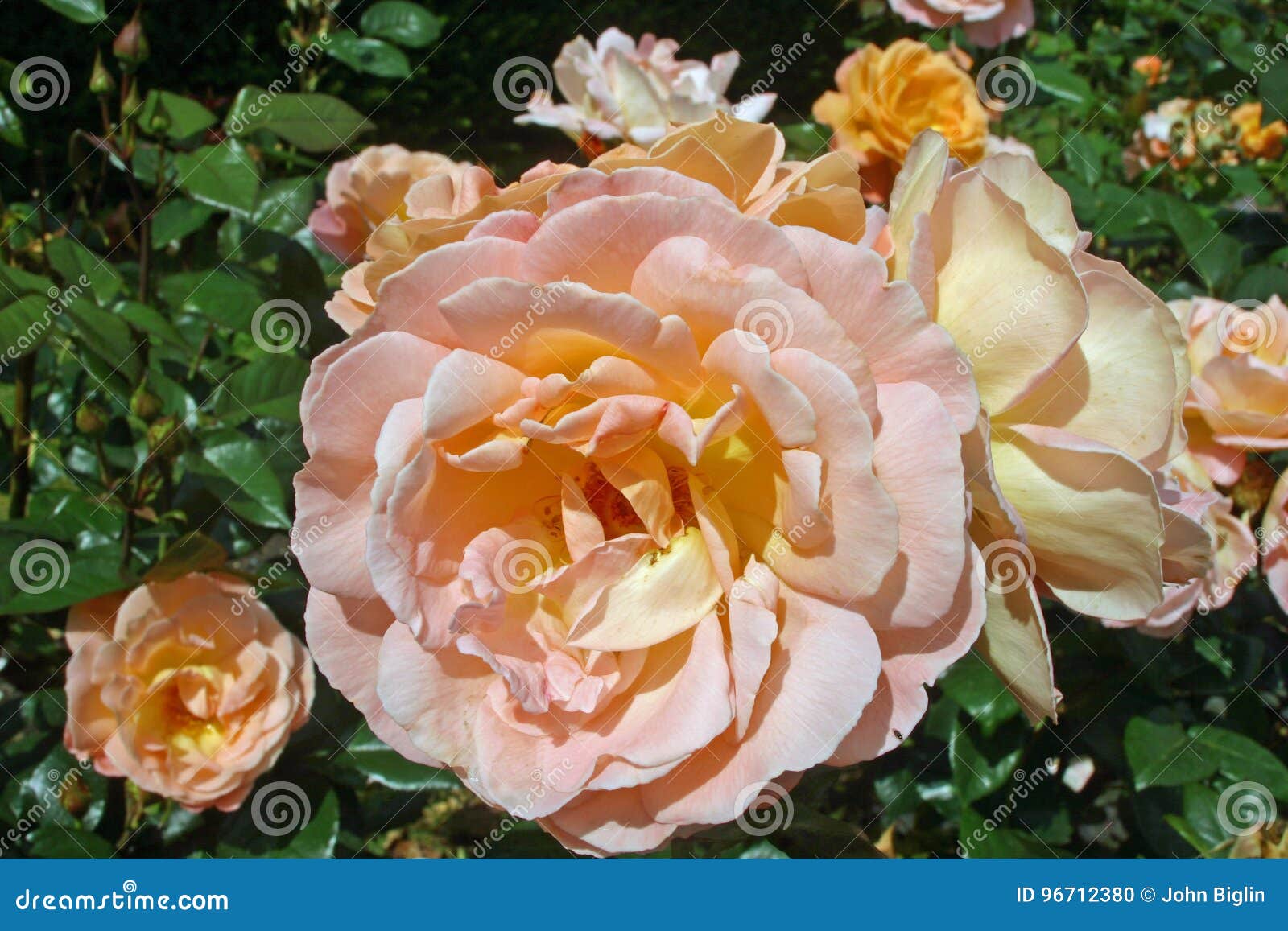 Orange and pink roses stock photo. Image of ornamental - 96712380