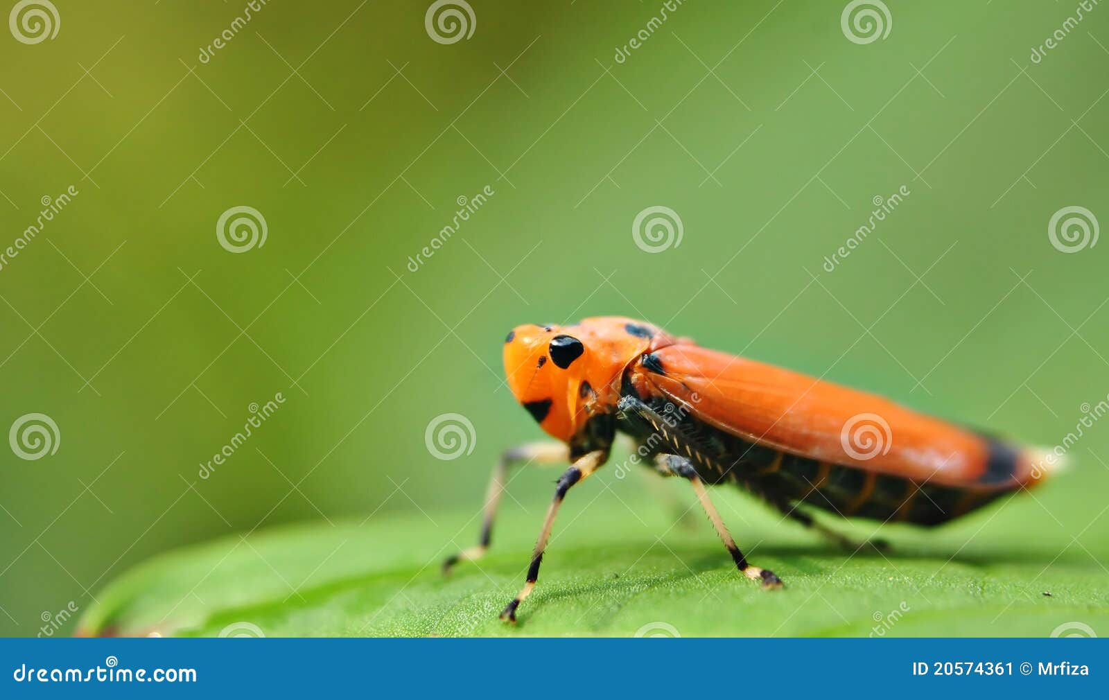 Orange Plant Hopper stock image. Image of hopper, biology - 20574361