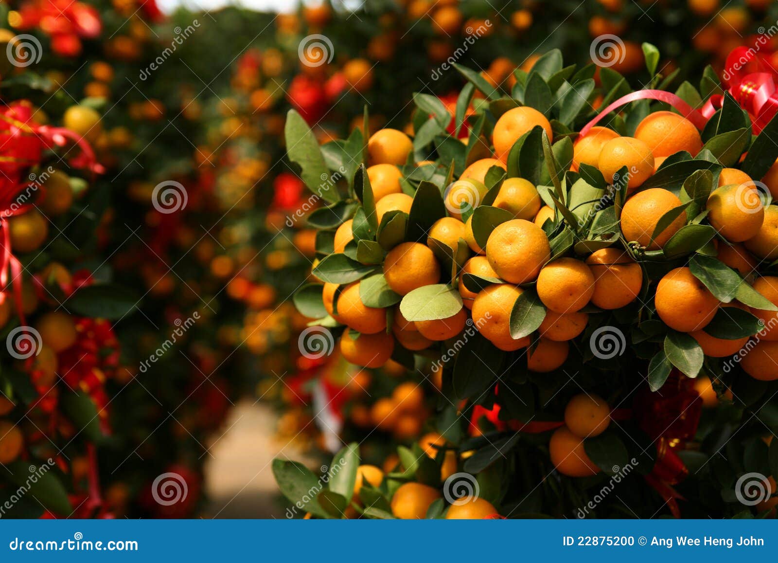 Orange Plant with Red Ribbons Stock Photo - Image of lunar, refreshing ...