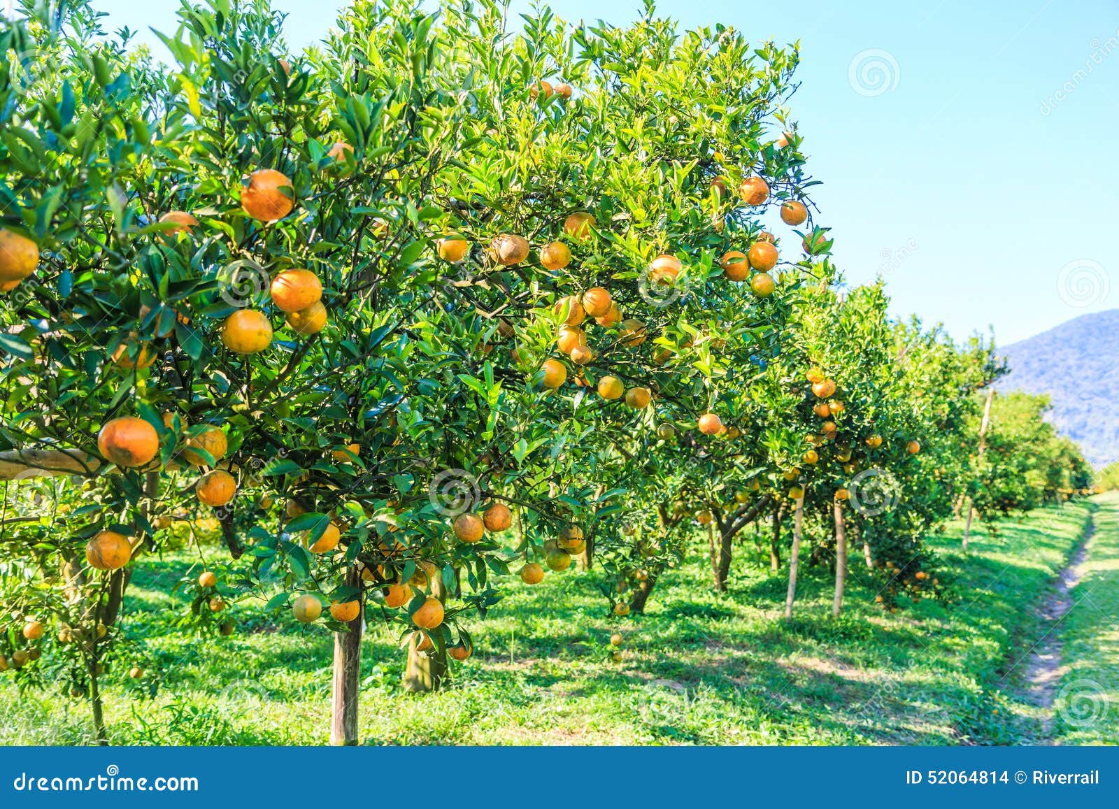 Orange plantation stock photo. Image of green, gardener - 52064814