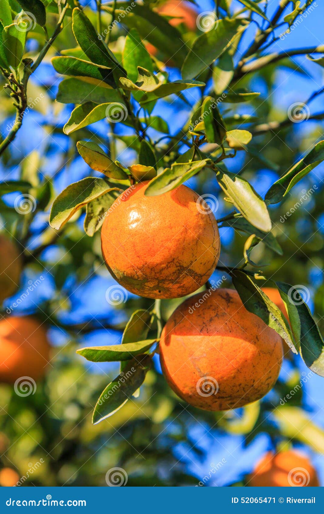 Orange stock image. Image of healthy, orange, environment - 52065471