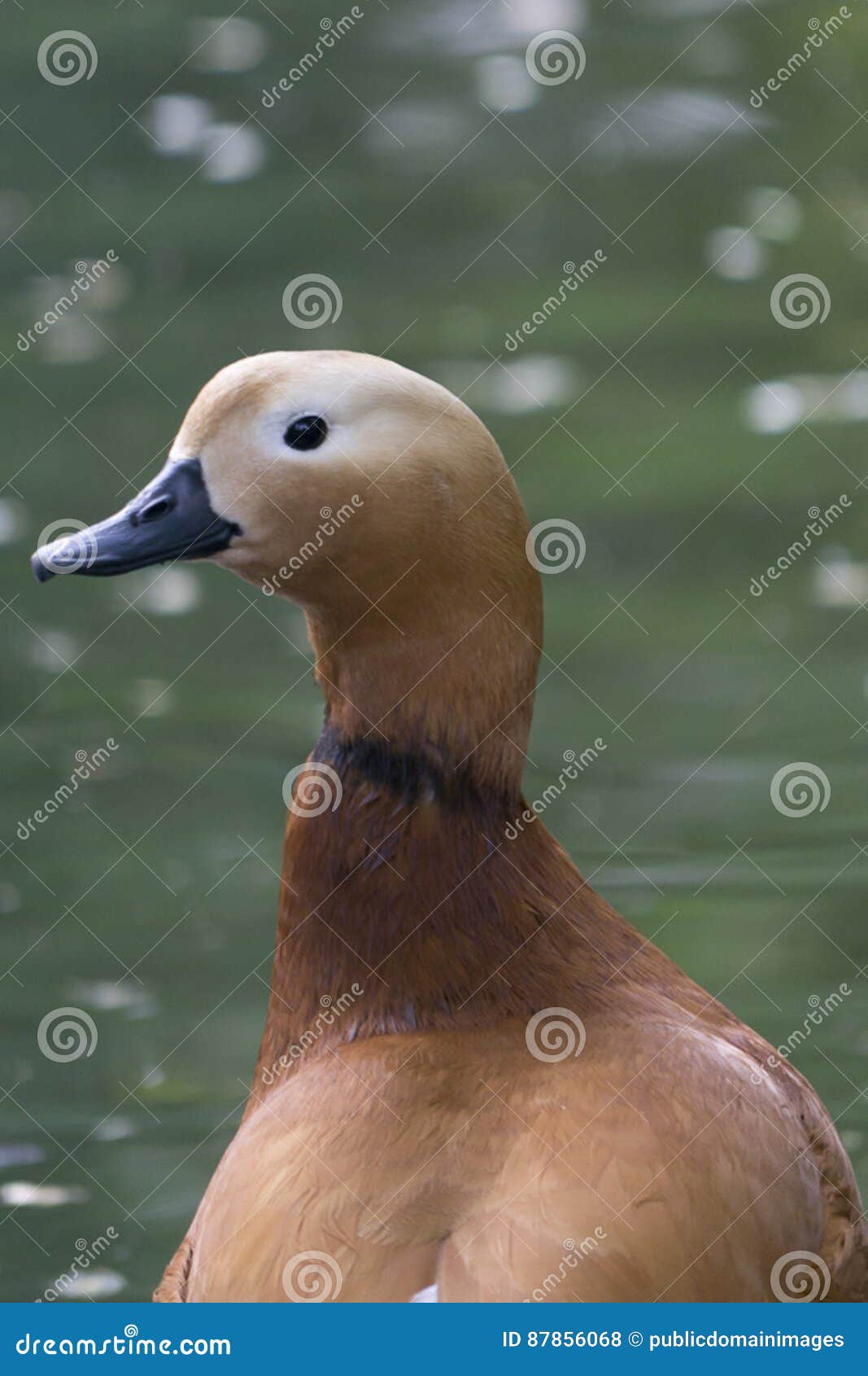 An Orange Plumage And Dark Neck Ring Make The Ruddy Shelduck A ...