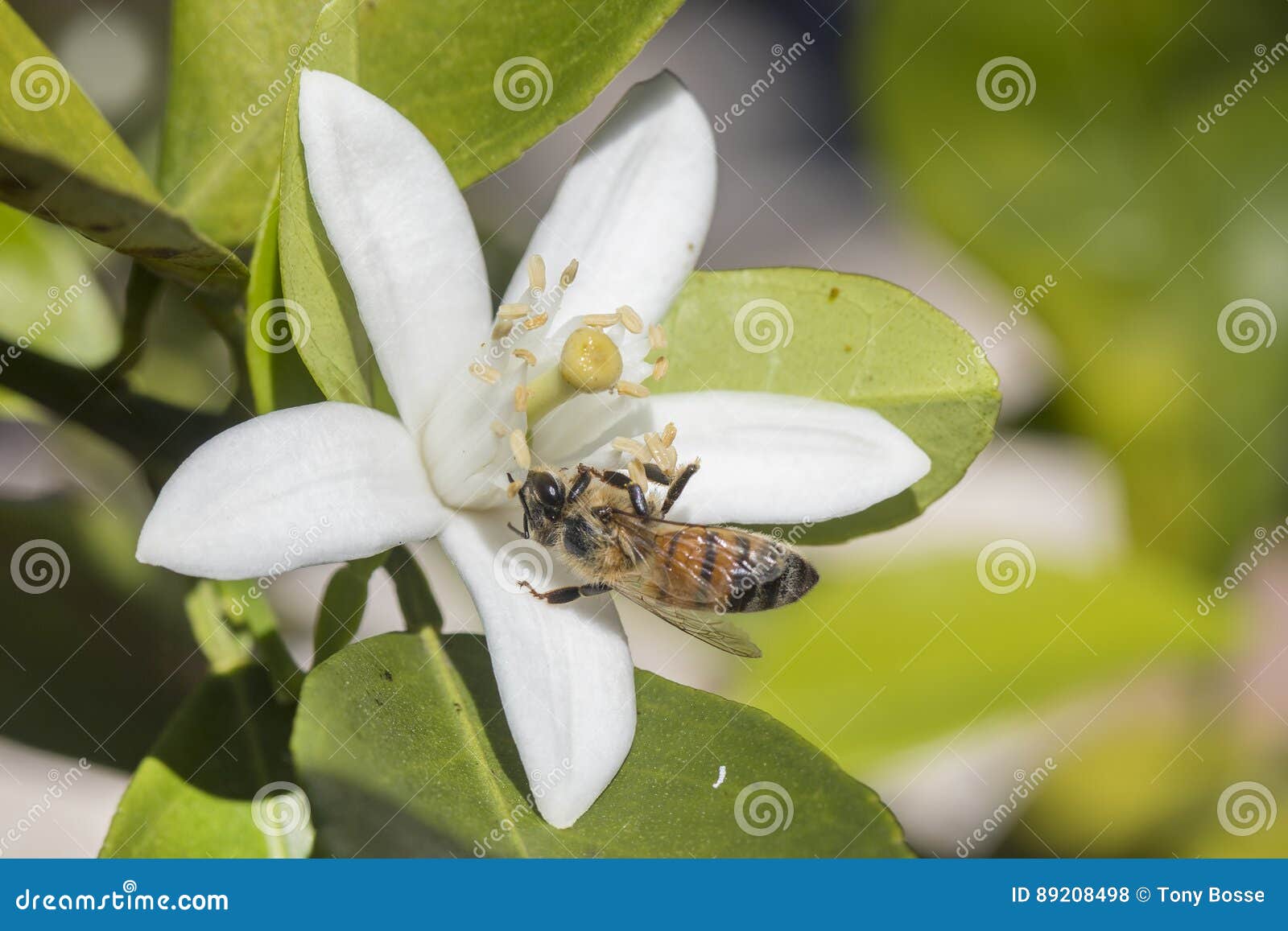 Orange Pollination stock photo. Image of agriculture - 89208498