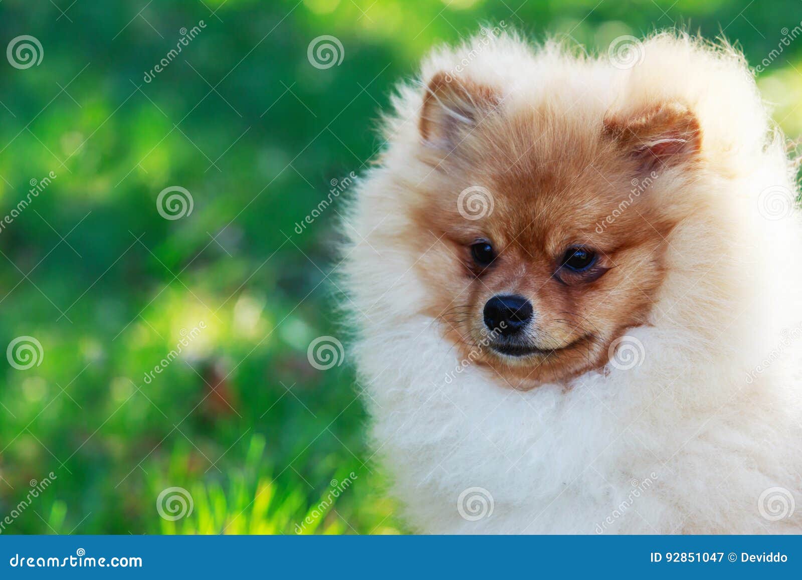 Orange pomeranian dog stock image. Image of canine, floor - 92851047