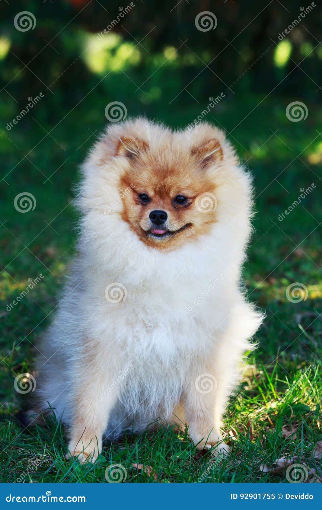 Orange pomeranian dog stock image. Image of cute, popular - 92901755