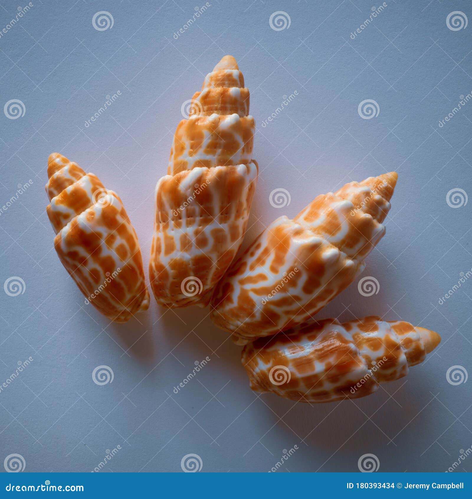 Orange Pontifical Miter Shells Stock Photo - Image of beach, dramatic ...