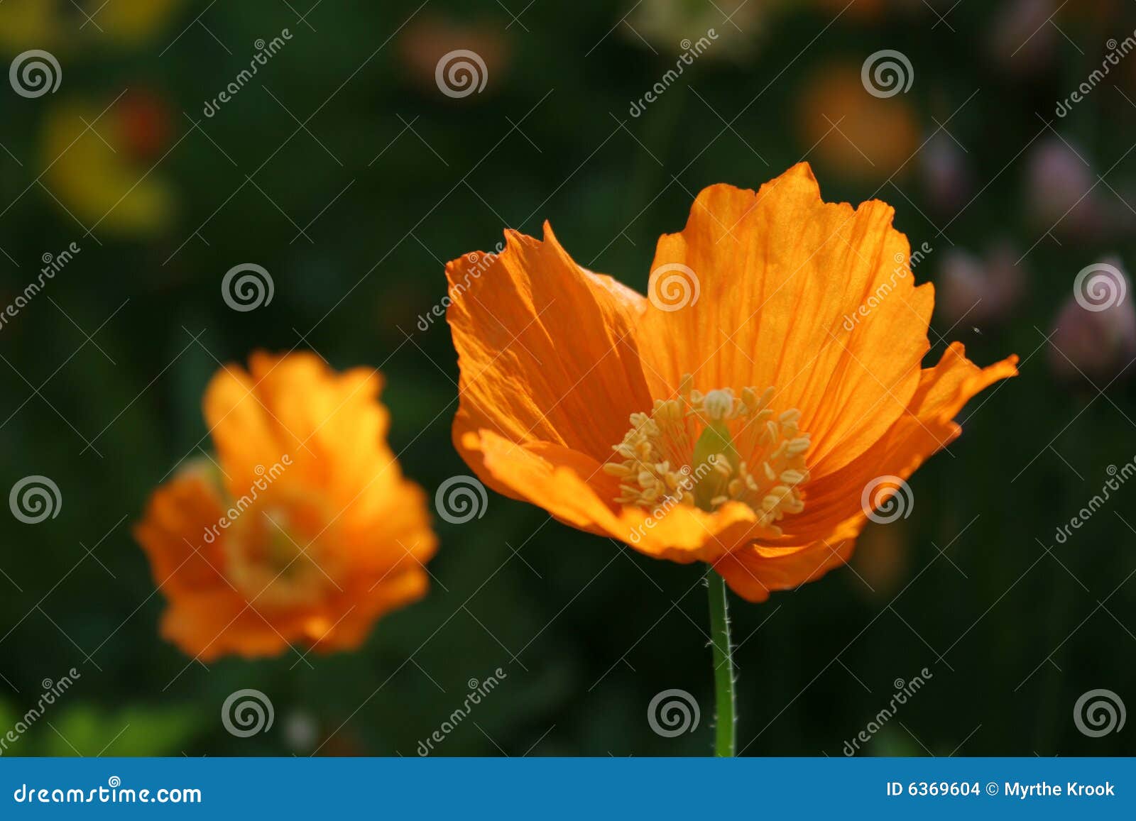 Orange poppies stock photo. Image of folds, cheerful, field - 6369604