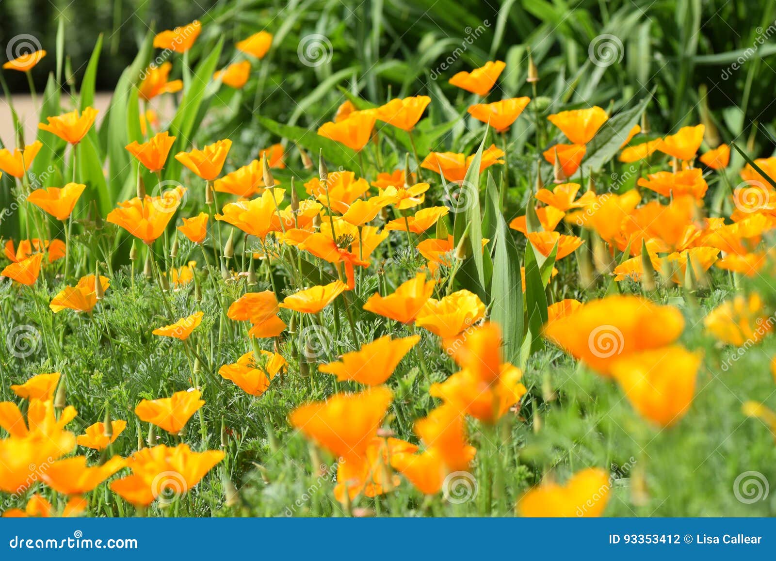 Orange Poppies stock photo. Image of field, beauty, flower - 93353412