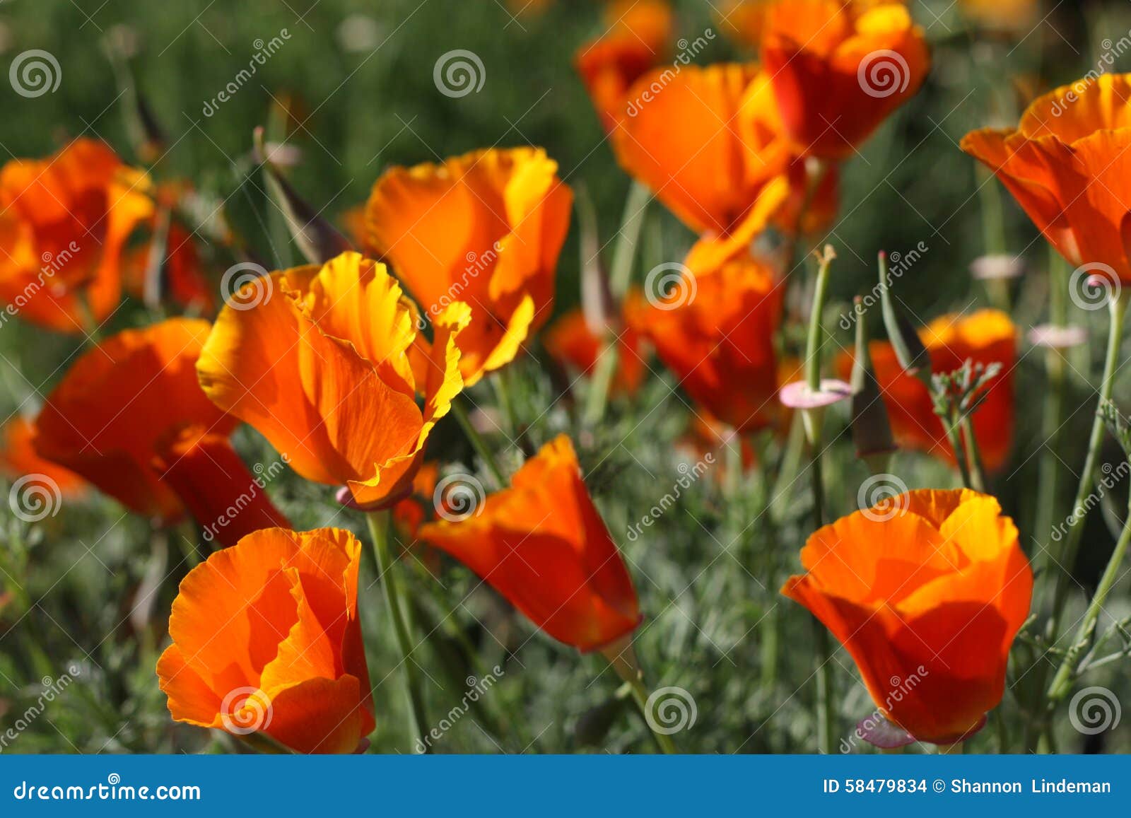 Orange poppies in a field stock photo. Image of field - 58479834