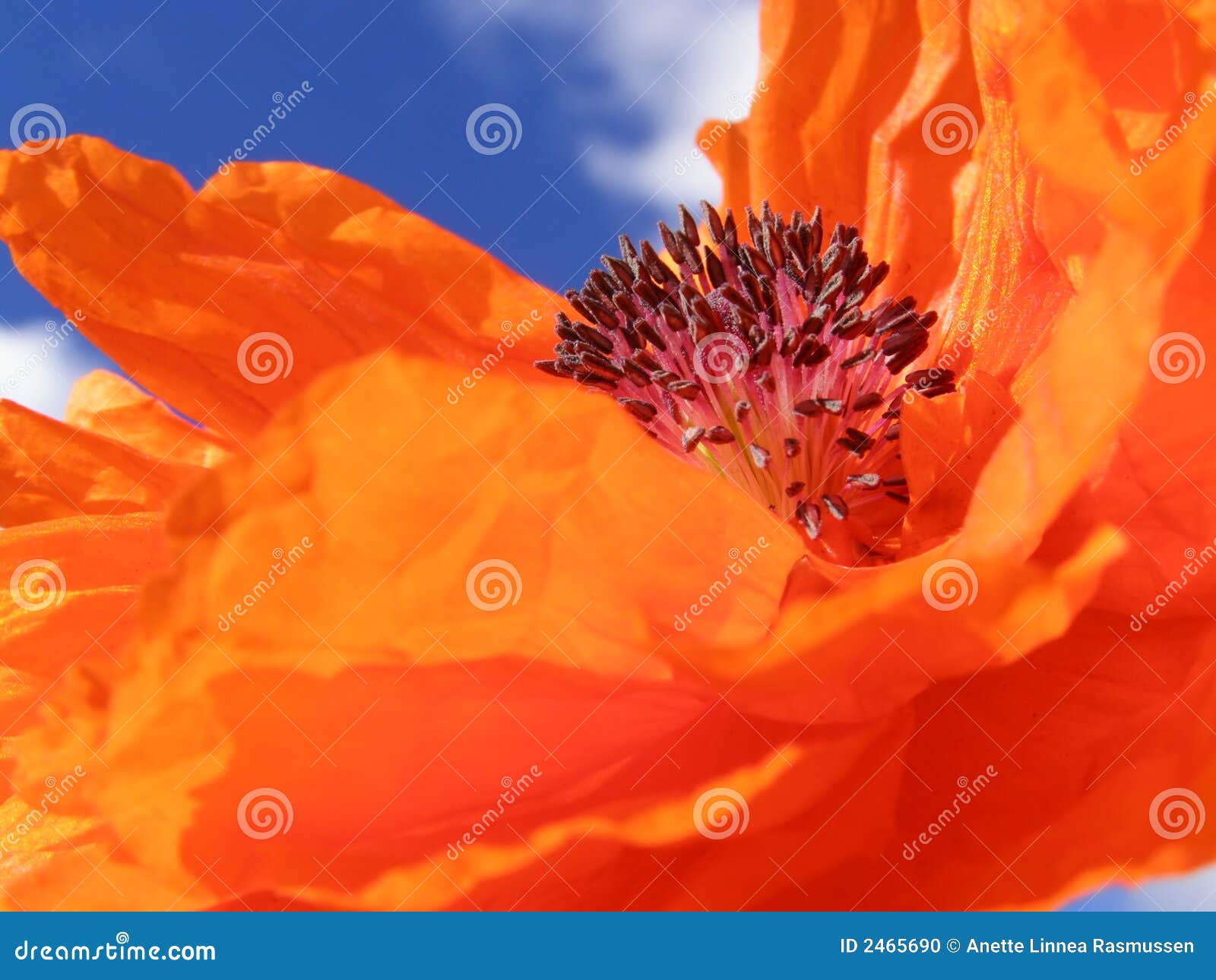 Orange poppy stock photo. Image of botanical, garden, close - 2465690