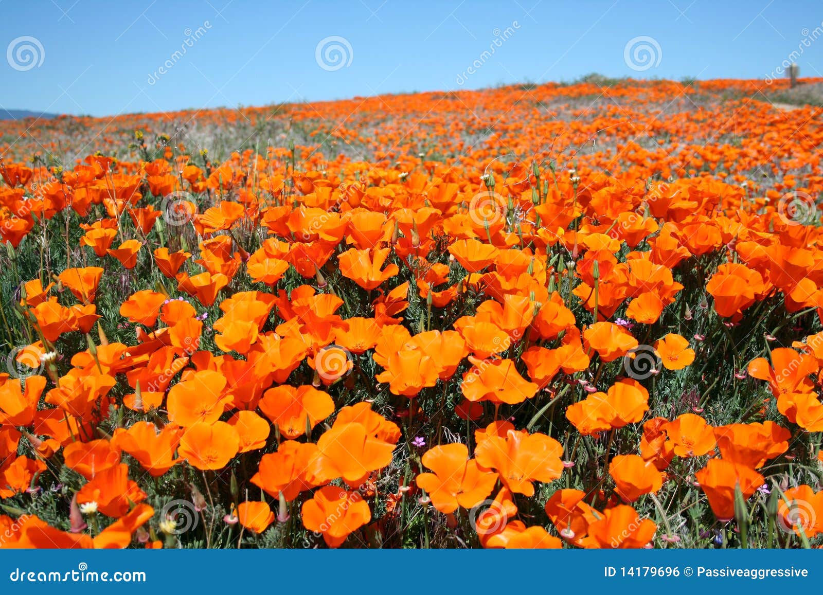 Orange Poppy Field stock photo. Image of field, open - 14179696