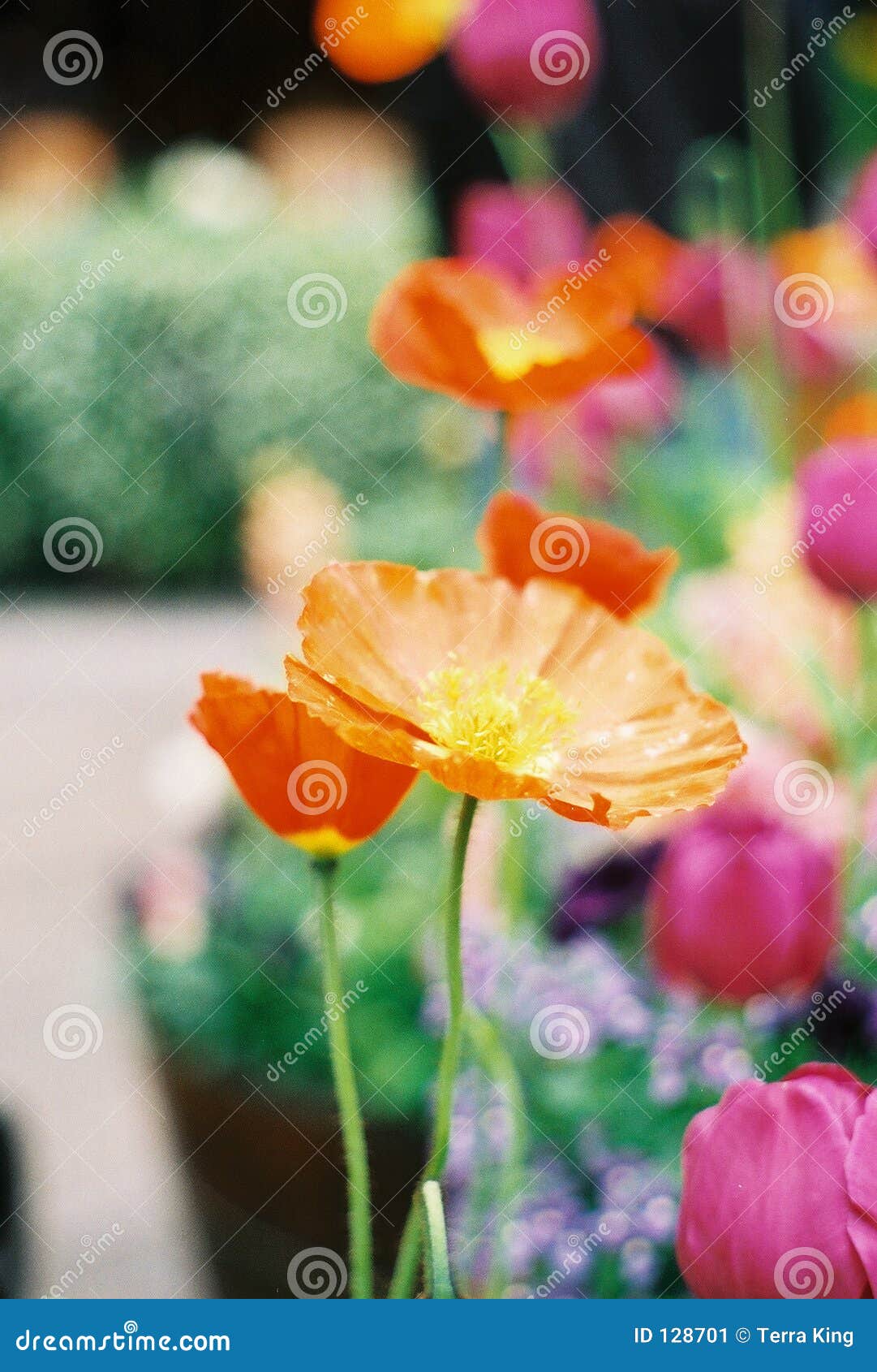 Orange poppy flowers stock image. Image of assortment, orange - 128701