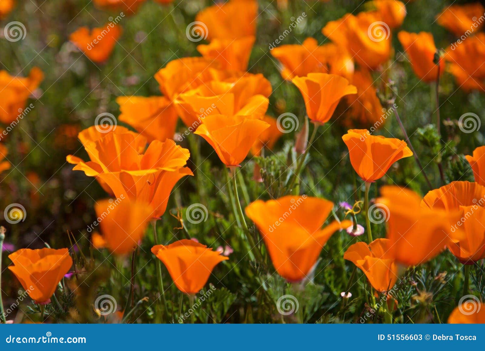 Orange poppy flowers stock image. Image of field, orange - 51556603