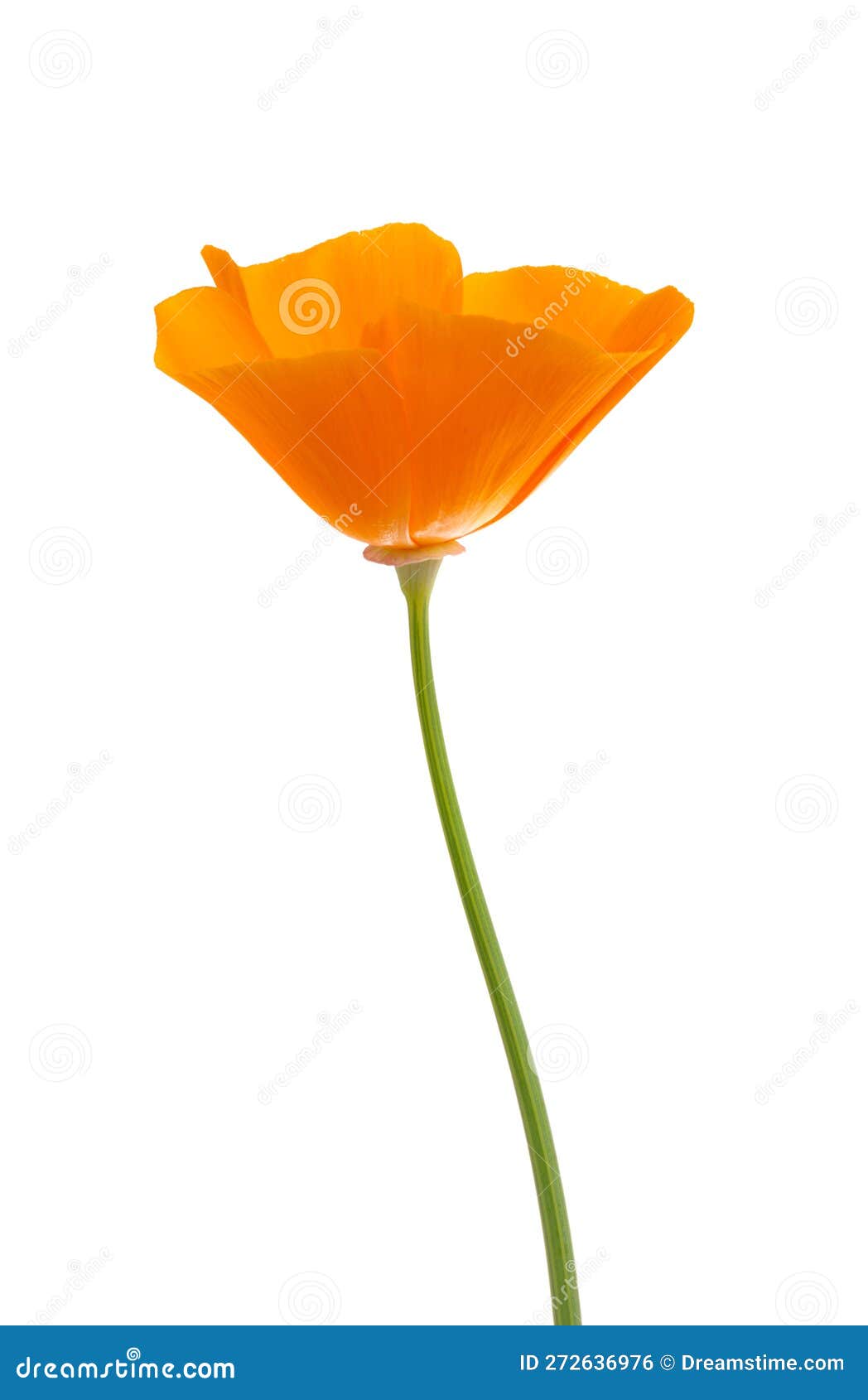 Orange poppy isolated stock photo. Image of background - 272636976