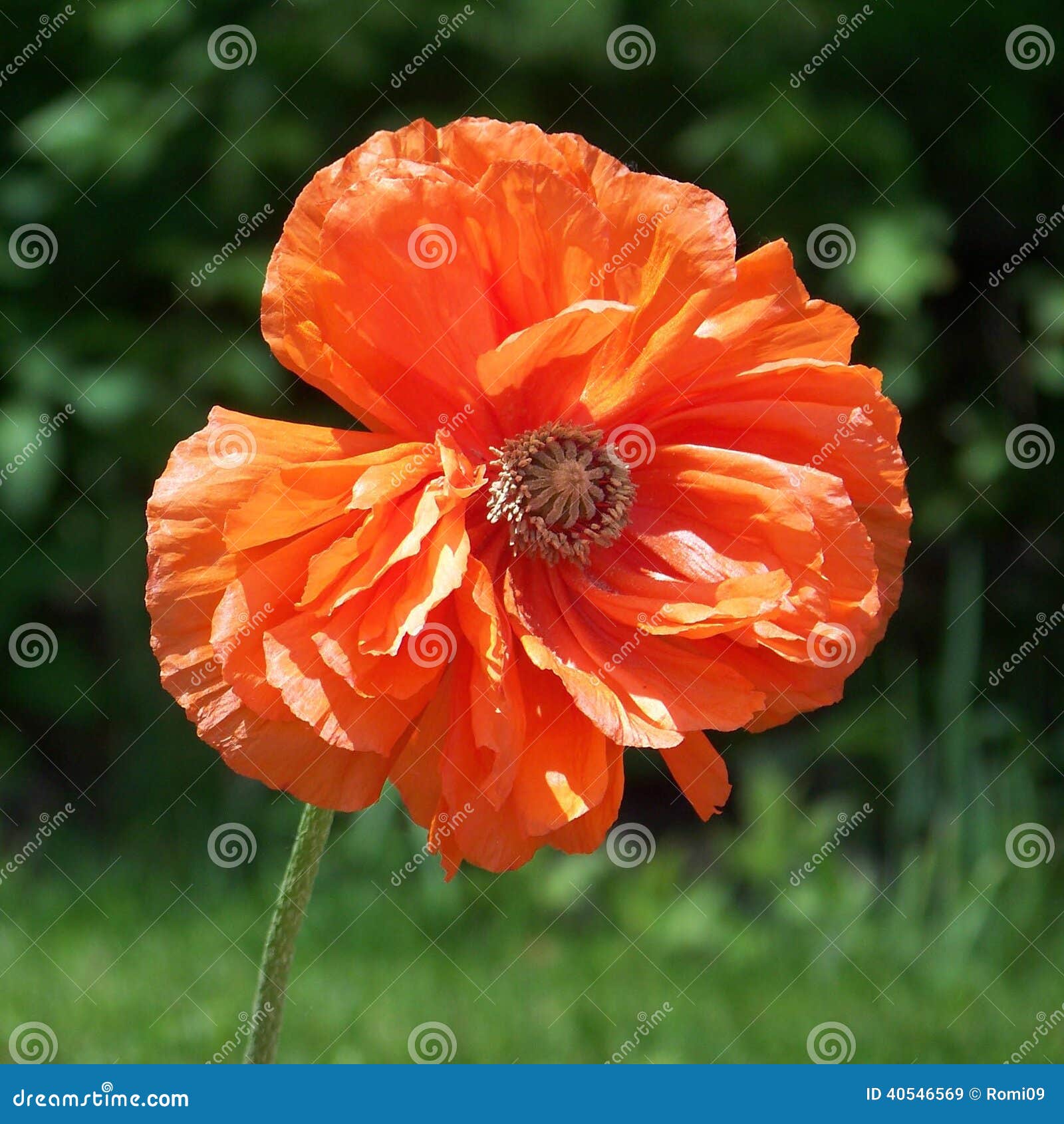 Orange Poppy stock image. Image of stem, summer, single - 40546569