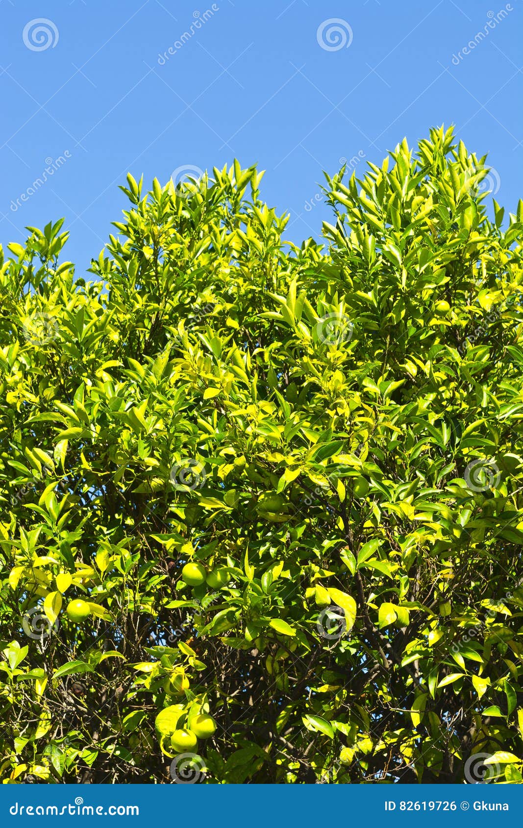 Orange in Portugal stock photo. Image of healthy, cultivated - 82619726