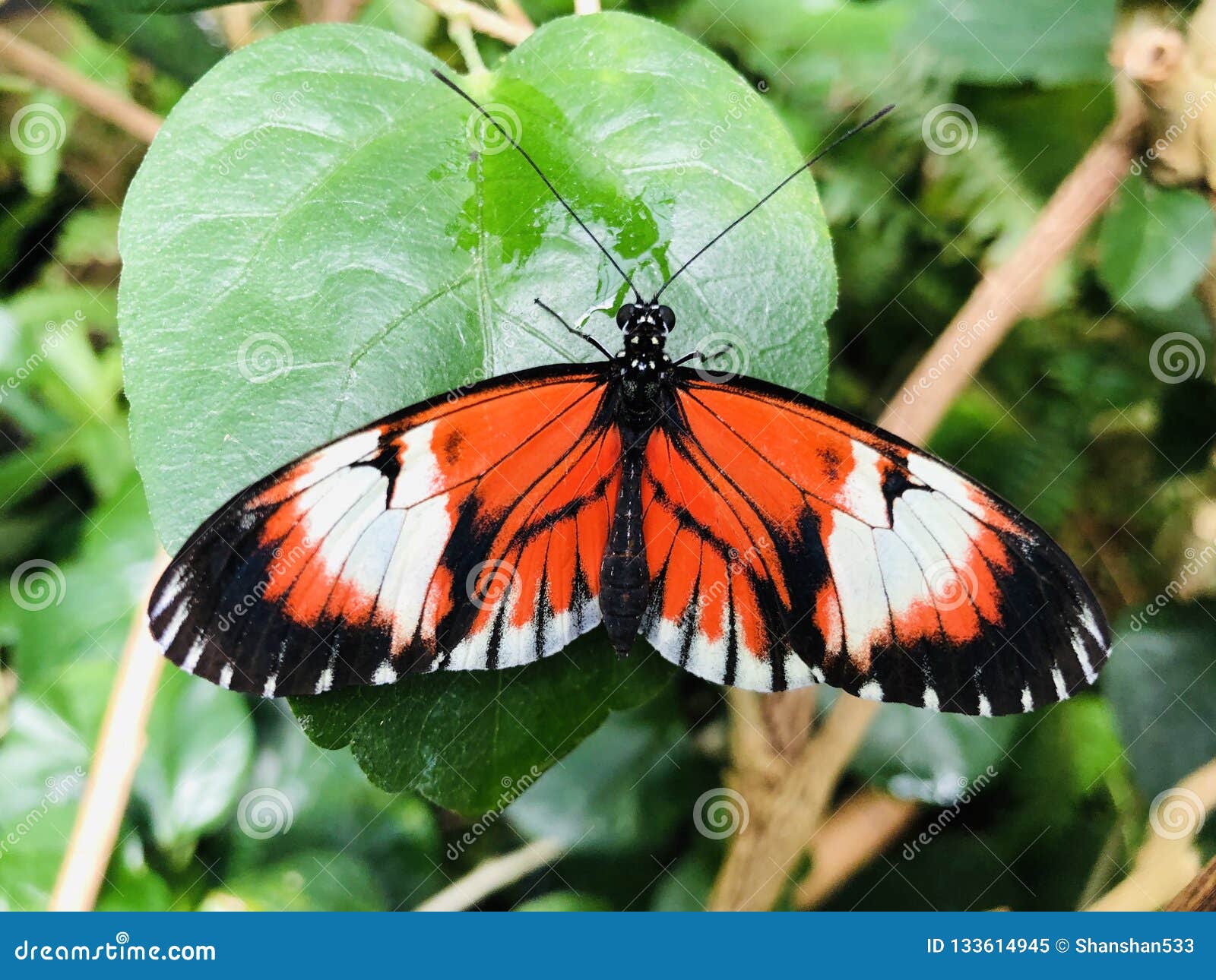 Single Postman Butterfly Or Common Postman (Heliconius Melpomene ...