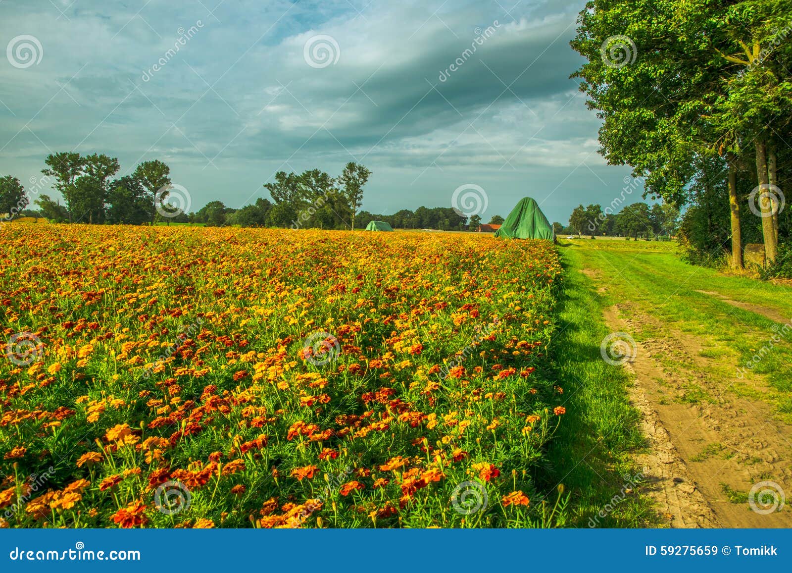 Orange Pot Marigold (Calendula Officinalis) Field Stock Image - Image ...