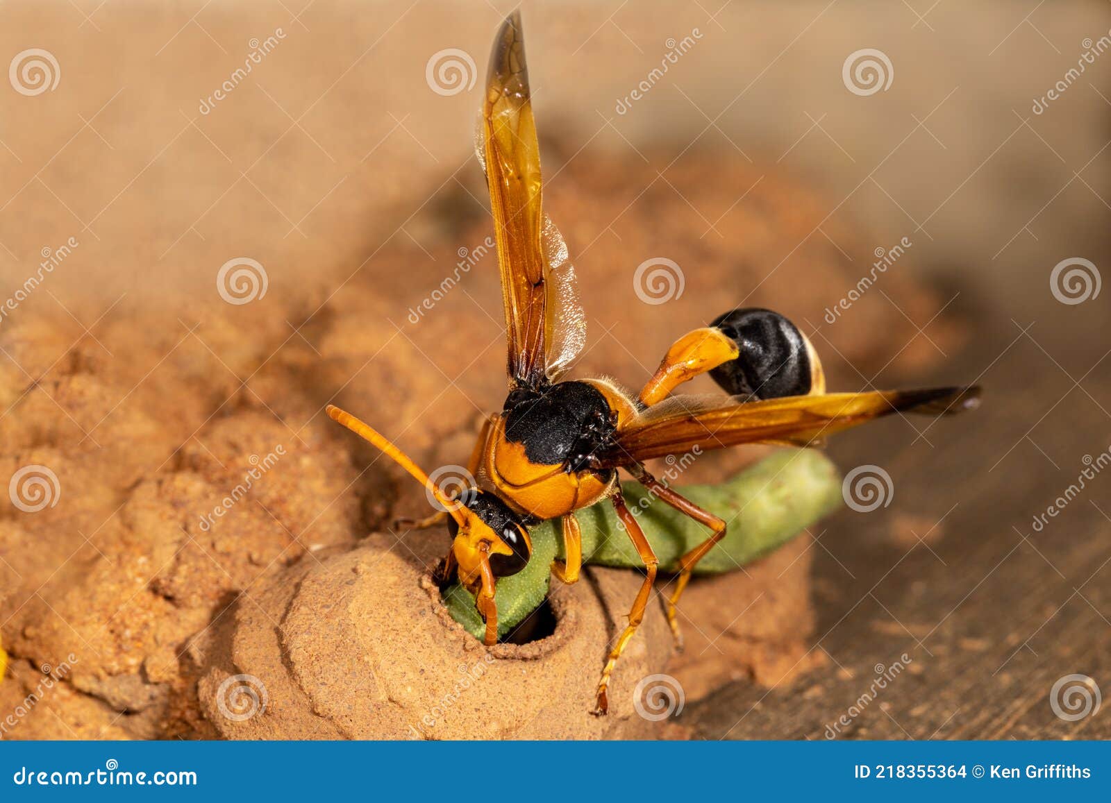 Orange Potter Wasp stock photo. Image of nest, wildlife - 218355364