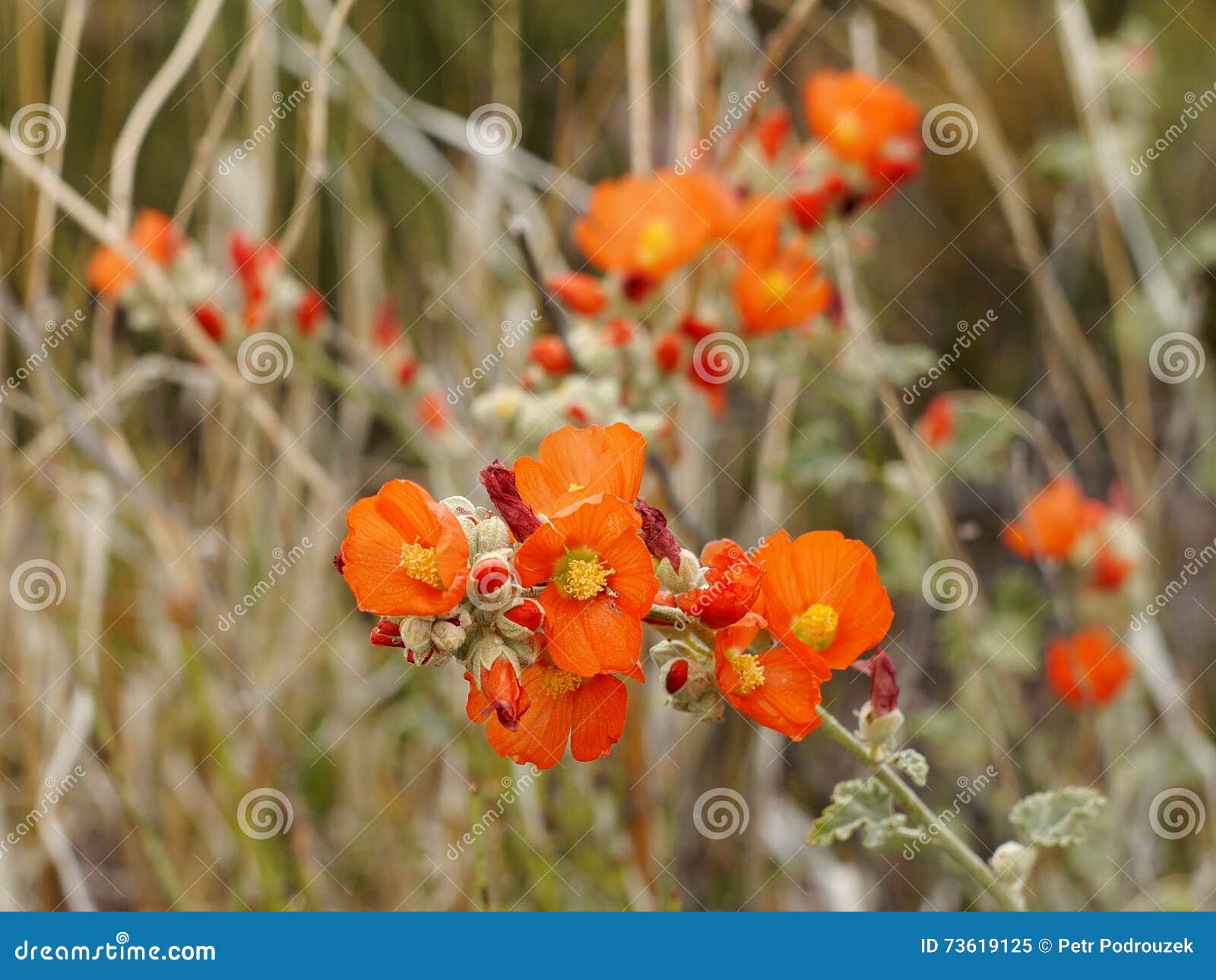 Orange prairie flowers stock image. Image of green, closeup - 73619125