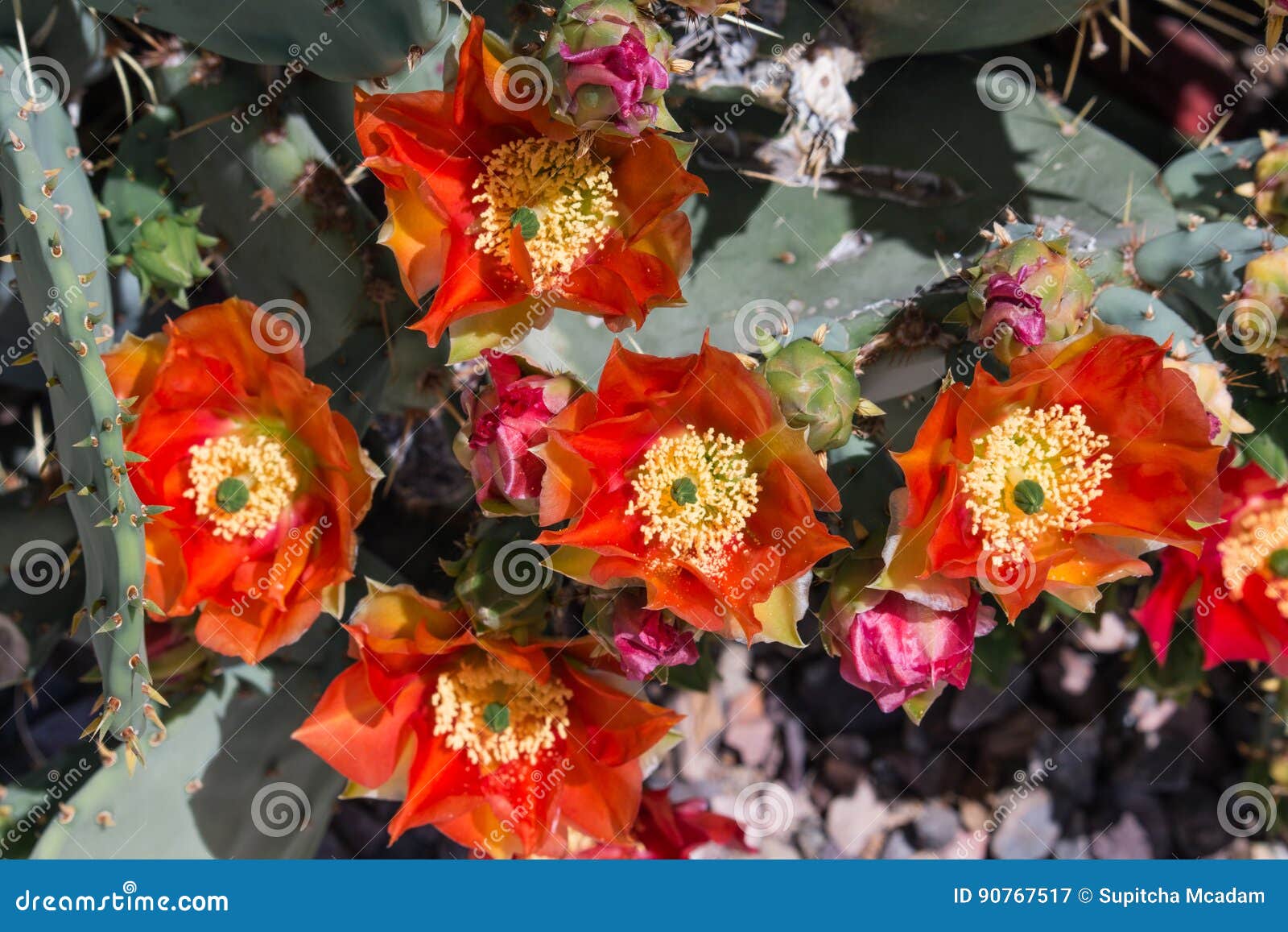 Orange Prickly Pear Cactus Flower Stock Image - Image of botanical ...