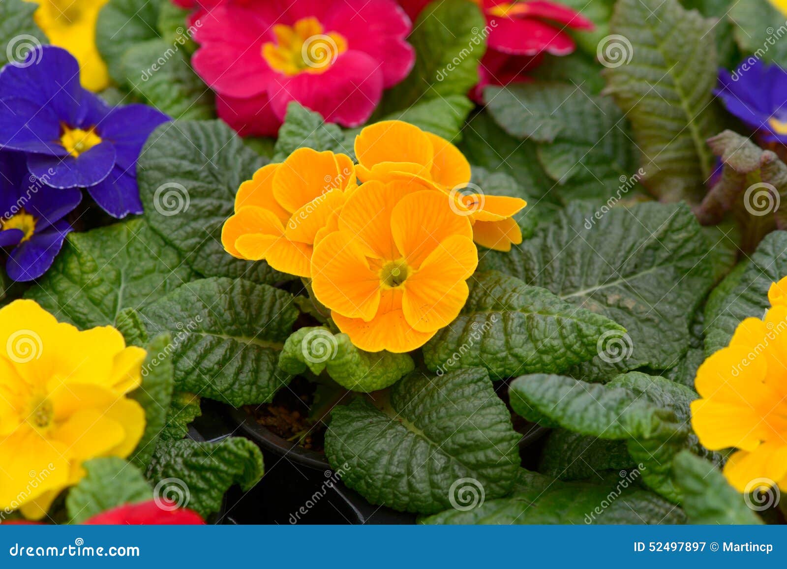 Orange Primrose flowers stock image. Image of europe - 52497897