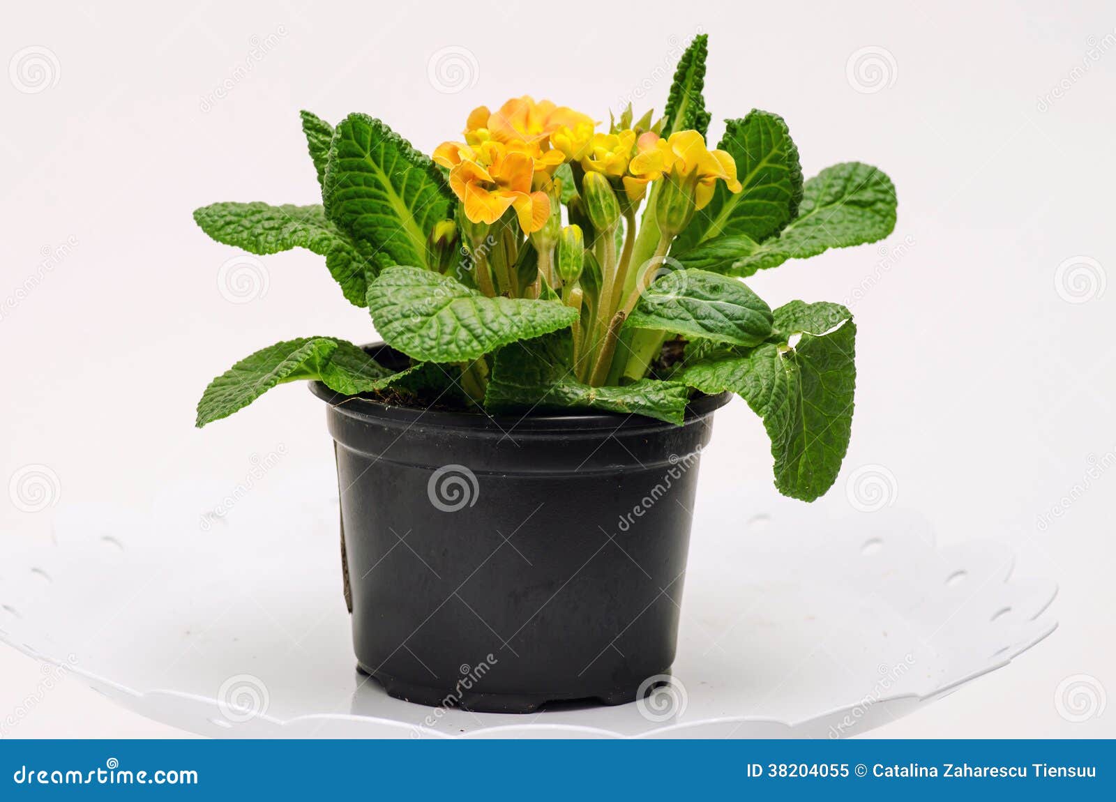 Orange primula flower stock image. Image of hortensis - 38204055