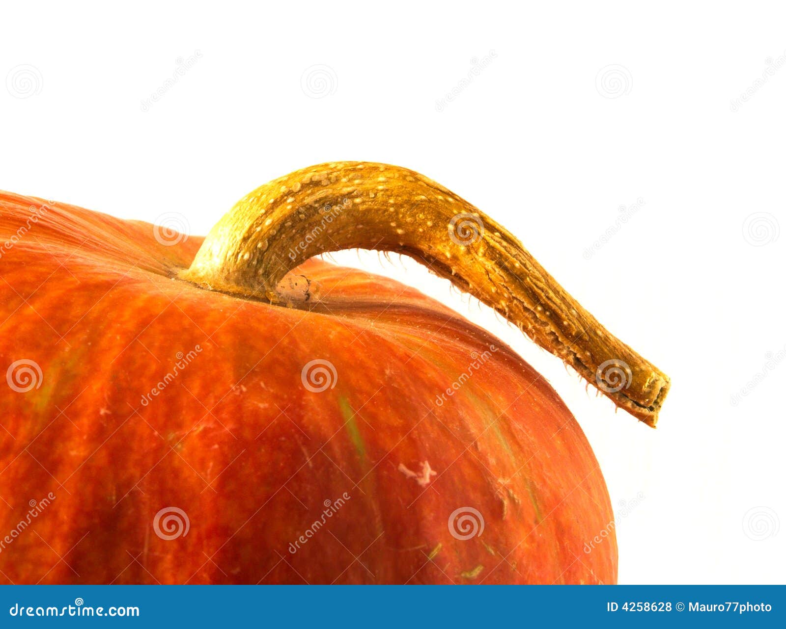 Orange pumpkin stock photo. Image of pumpkin, macro, abstract - 4258628